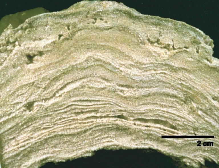 Stromatolites – Bahamas Marine EcoCentre